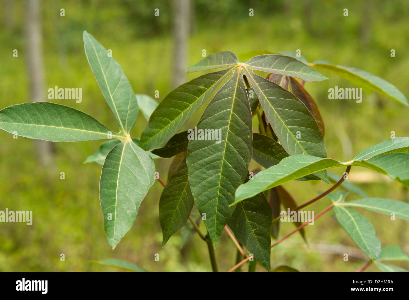 Cassava plant, village near Muhanga, Rwanda Stock Photo - Alamy