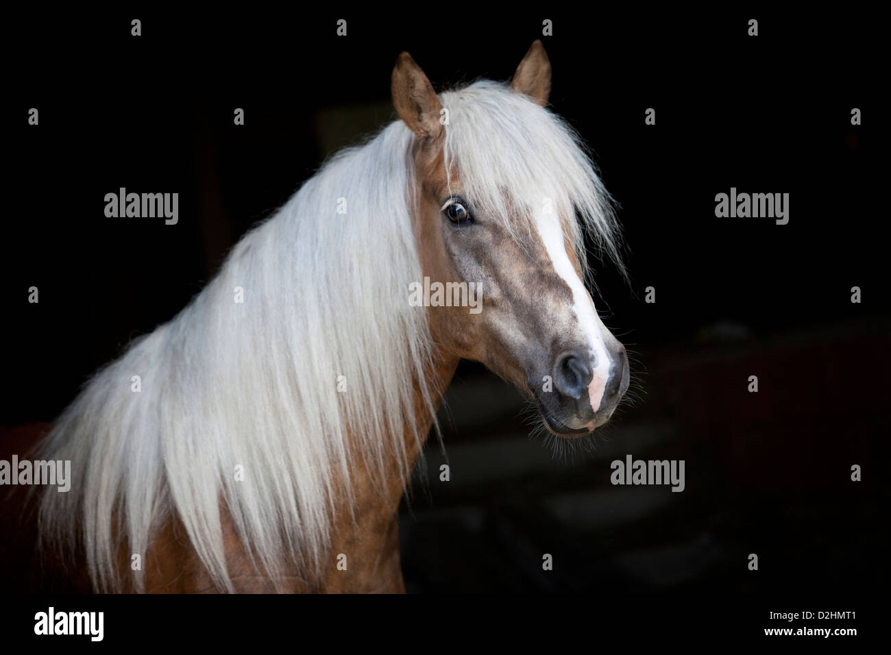 Haflinger Horse. Portrait of the stallion Arragon against a black ...