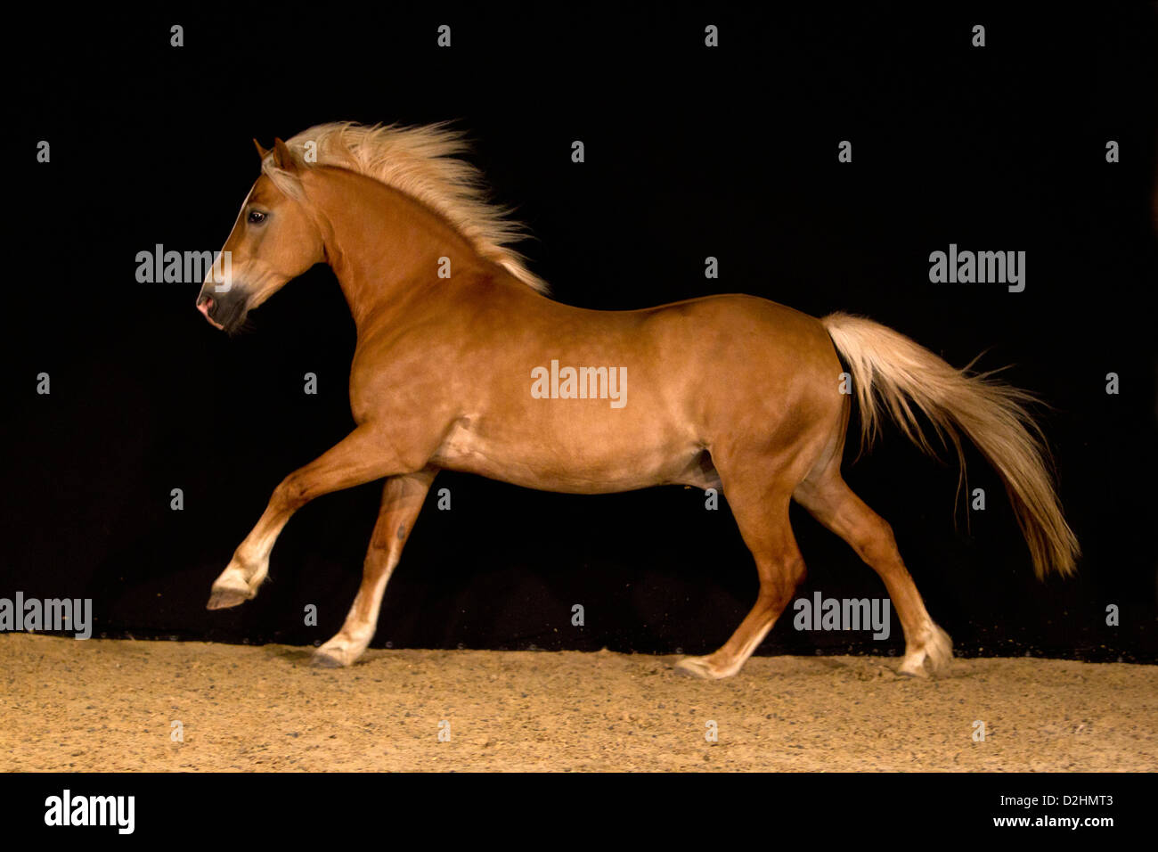 Haflinger Horse in a gallop against a black background Stock Photo - Alamy
