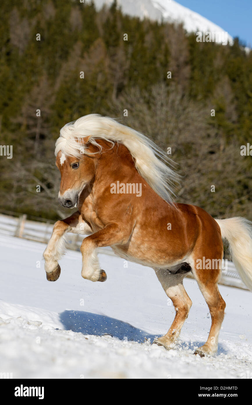 Haflinger Horse. The stallion Atlas rearing on a snowy meadow Stock ...