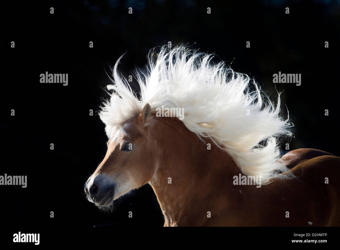 Haflinger Horse. Portrait of the stallion Atlas seen against a black ...