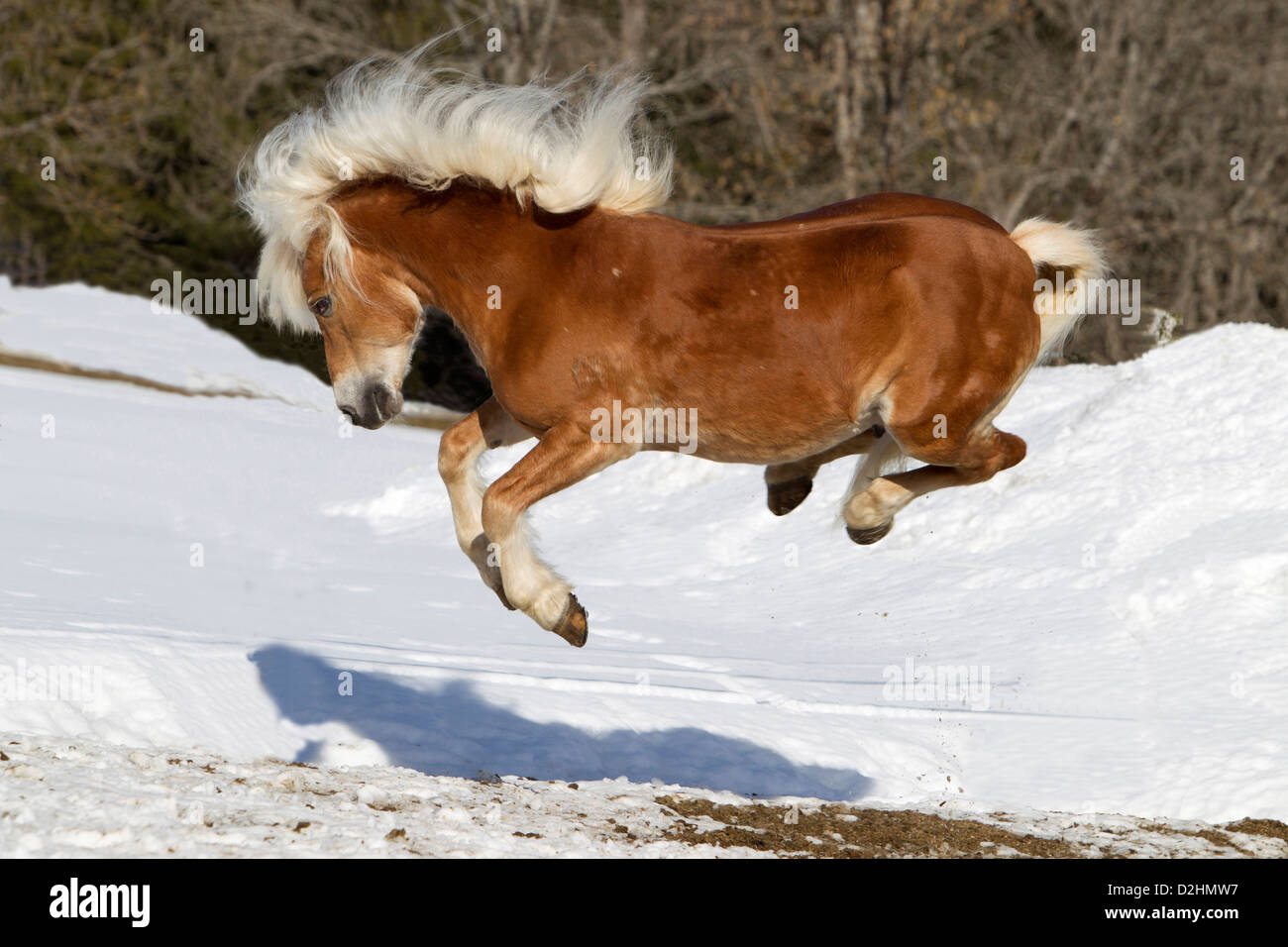 Haflinger stallion hi-res stock photography and images - Alamy