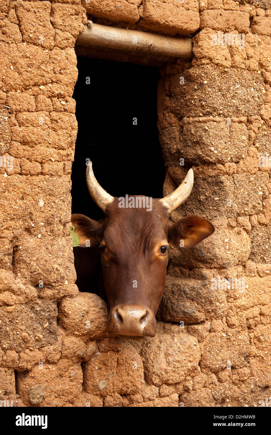 Cow farm in village hi-res stock photography and images - Alamy