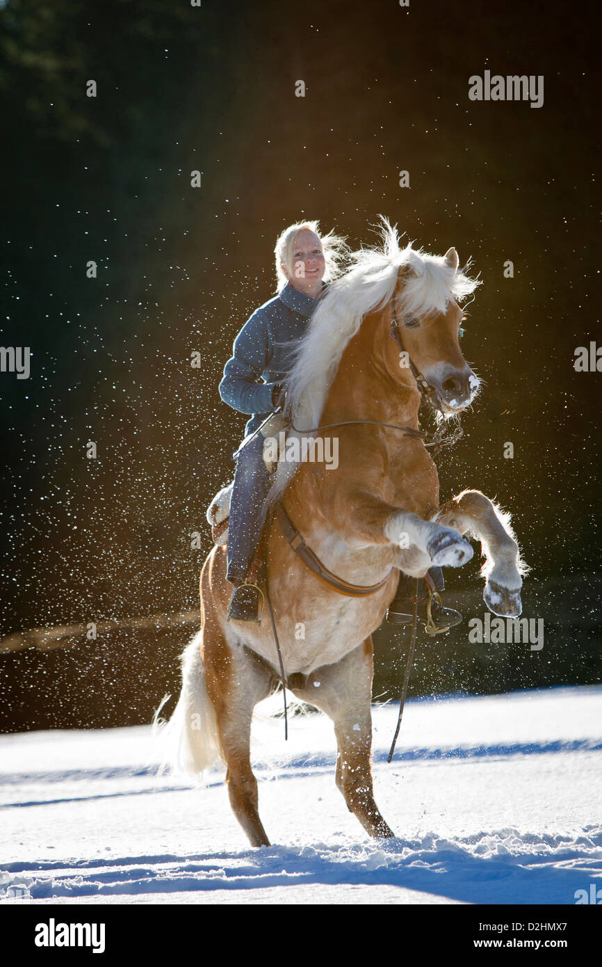 Haflinger Horse. The stallion Atlas with rider rearing on a snowy ...
