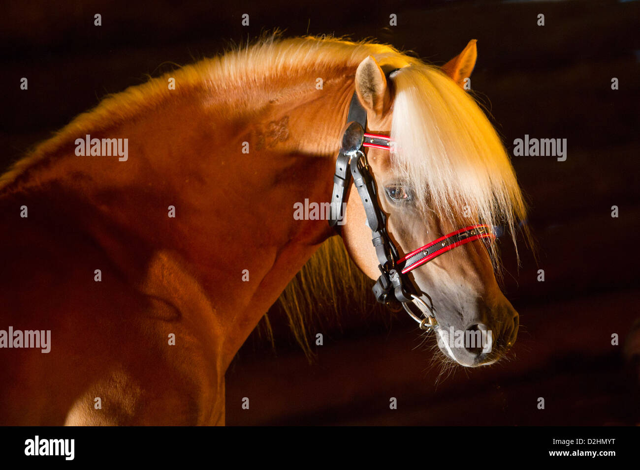 Haflinger Horse. Portrait of the stallion Atlas with halter seen ...