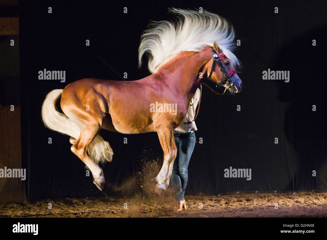 Haflinger stallion hi-res stock photography and images - Alamy