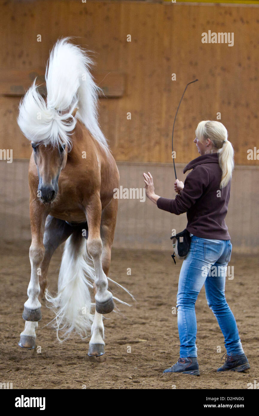 Haflinger Horse. The stallion Atlas during a training seesion in a ...