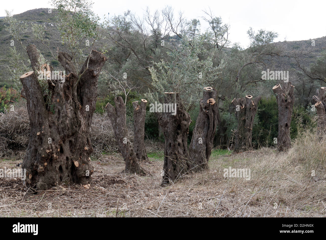 Olive trees which have been pruned southwest Cyprus Stock Photo - Alamy