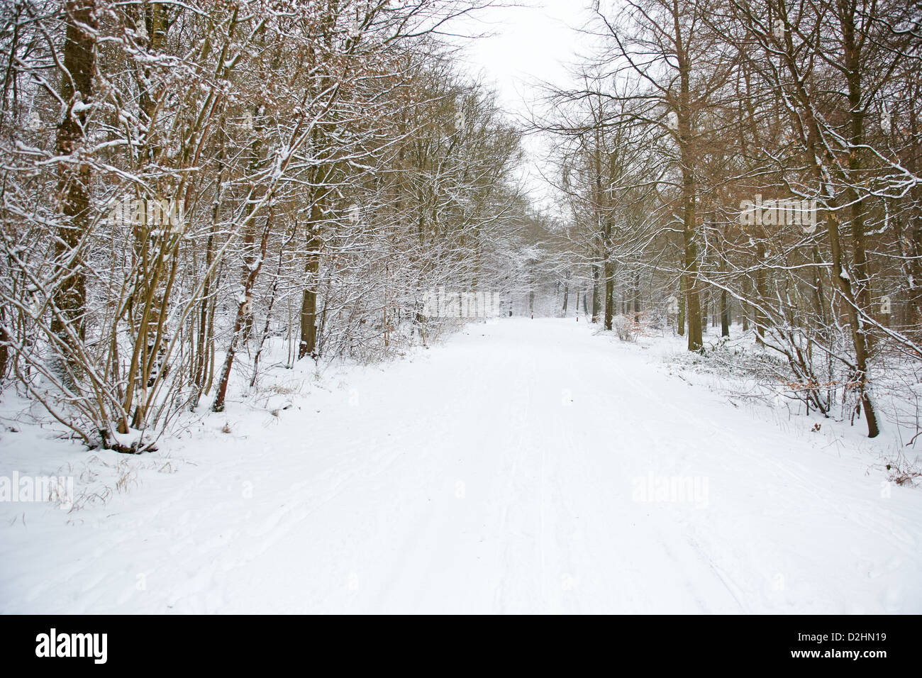 Wendover woods hi-res stock photography and images - Alamy