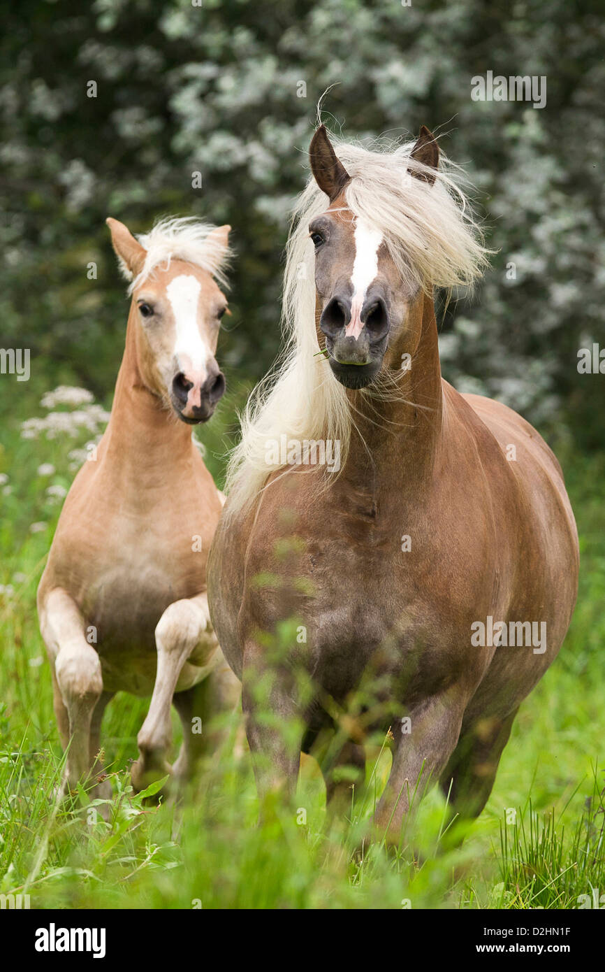 Haflinger Horse. Mare and foal on a meadow Stock Photo - Alamy