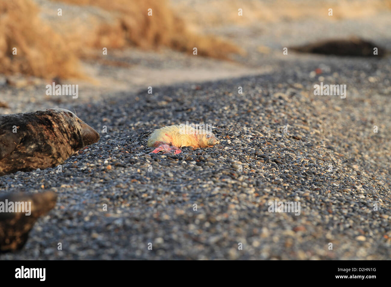 gray seal cub at the beach Stock Photo - Alamy