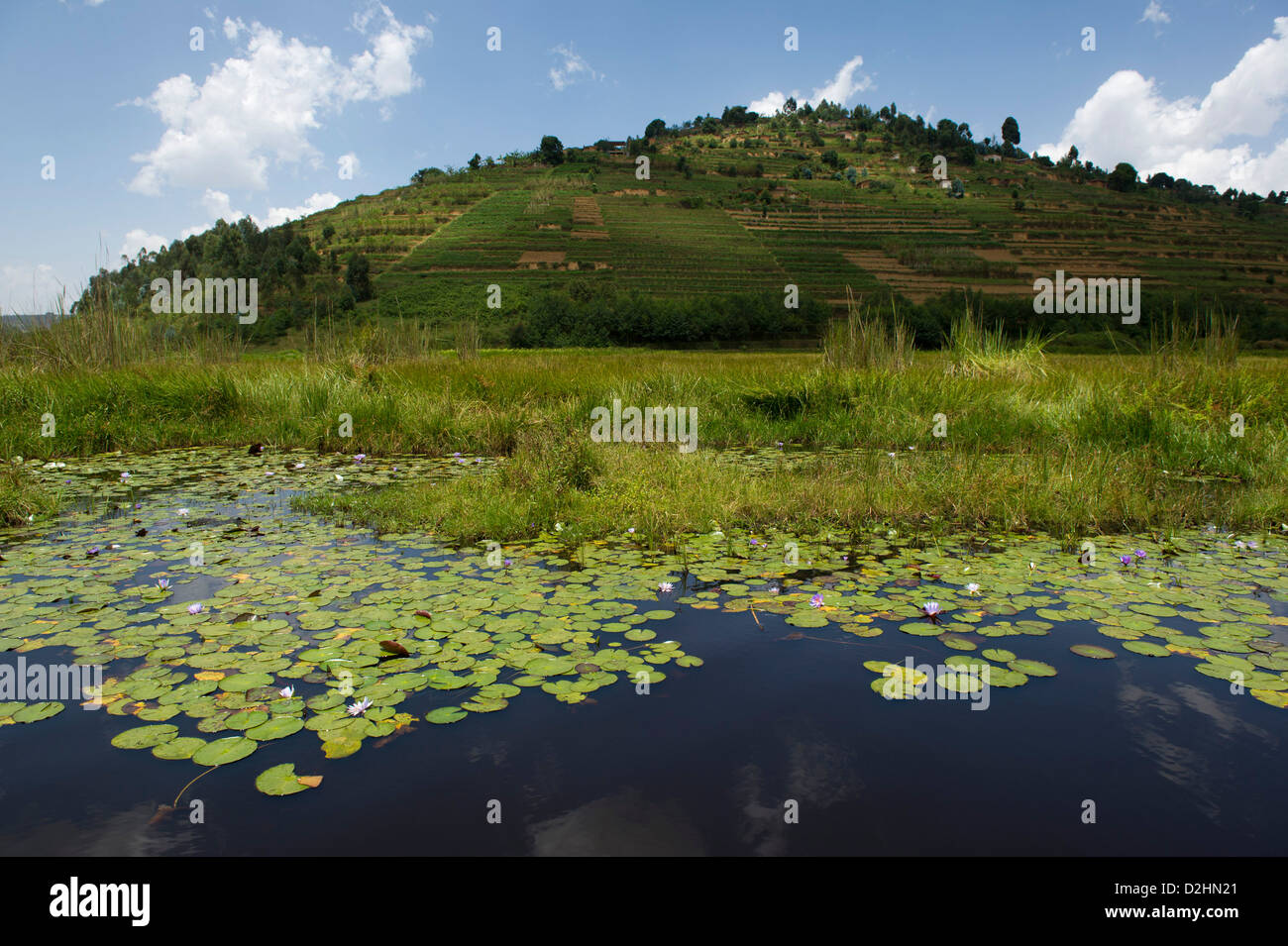Lake Nyagafunzo, Rugezi wetland, near Gicumbi, Rwanda Stock Photo - Alamy