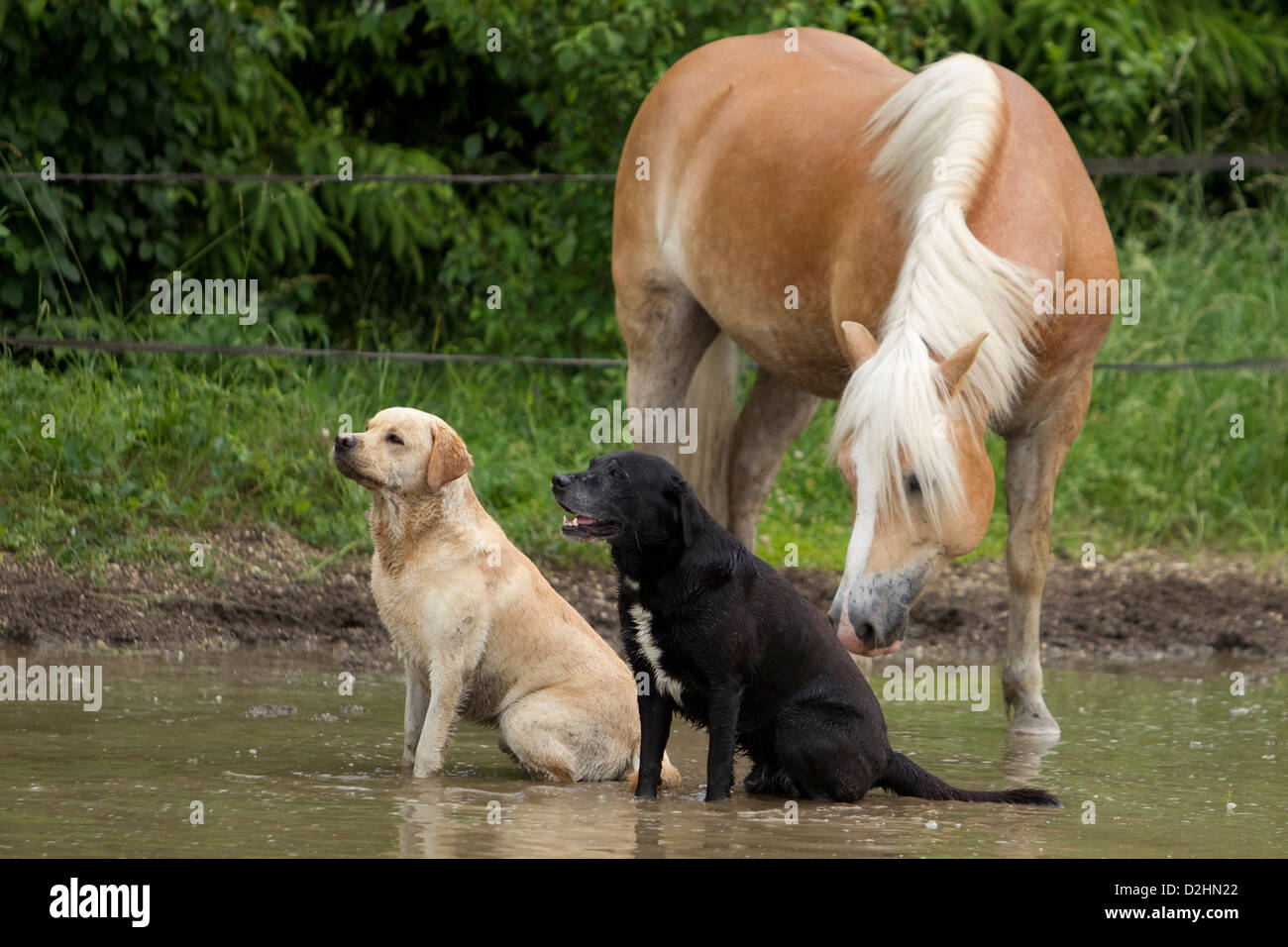 Haflinger Horse and two Labrador Retriever looking for cooling in a ...