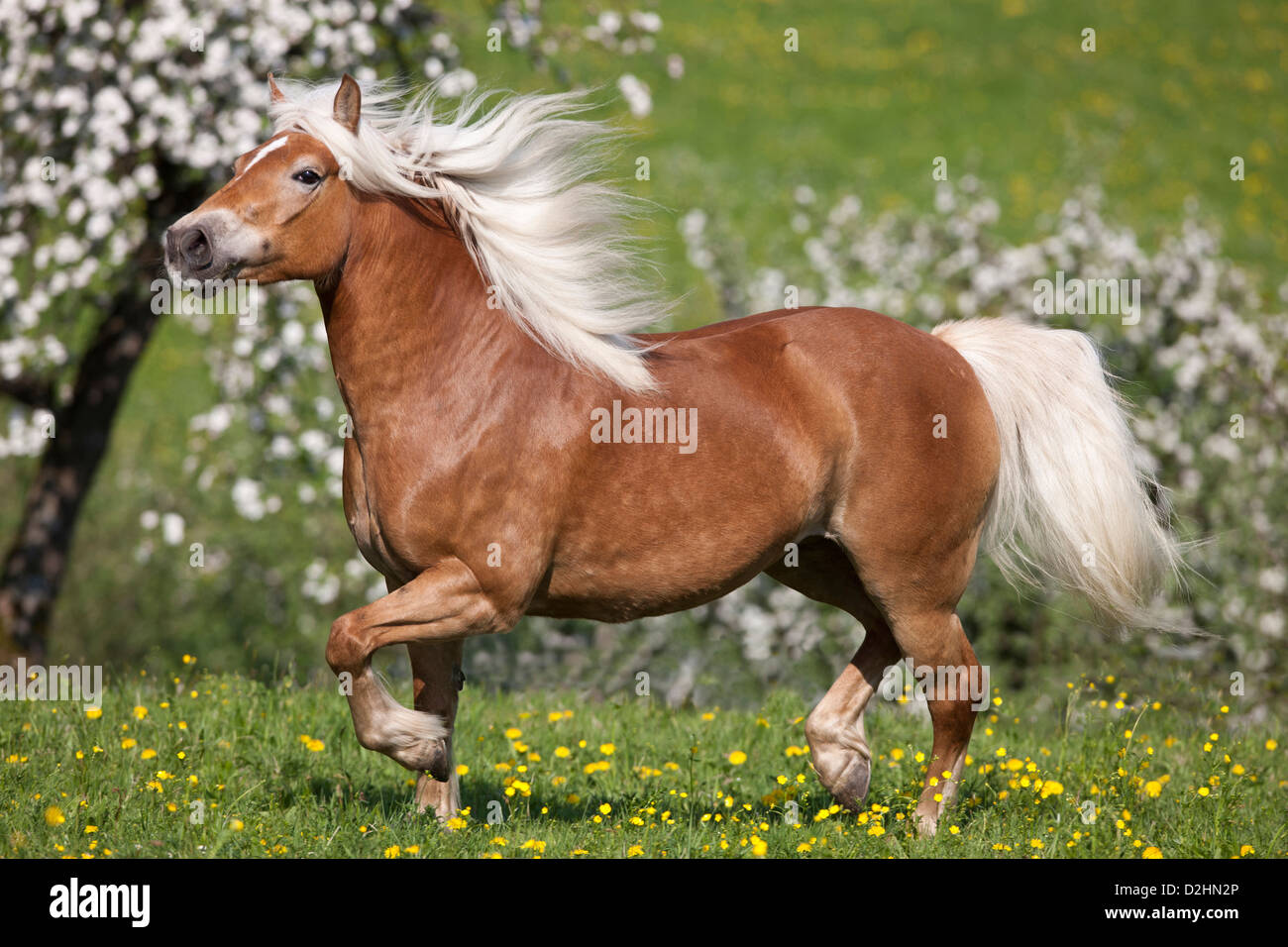 Haflinger Horse trotting on a flowering meadow Stock Photo - Alamy