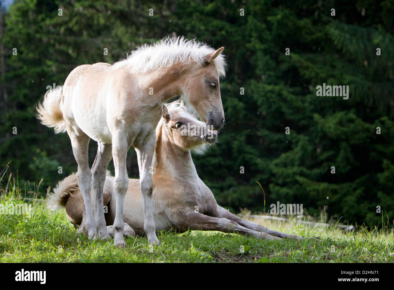 Haflinger Horse- Two foals playing on a meadow Stock Photo - Alamy