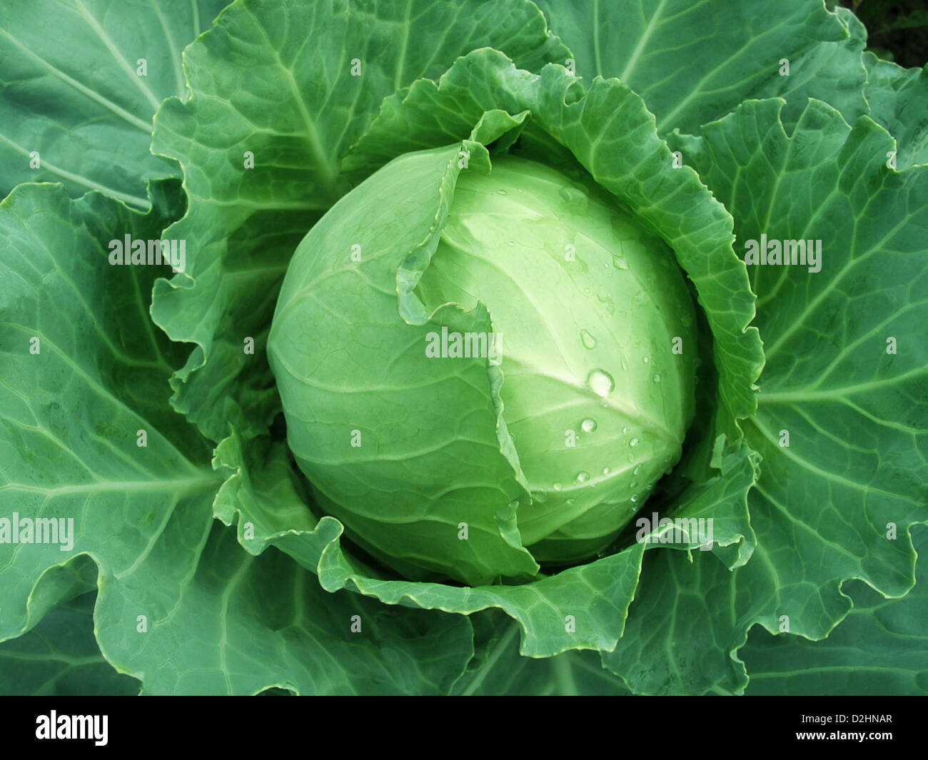 Head of fresh green cabbage Stock Photo - Alamy