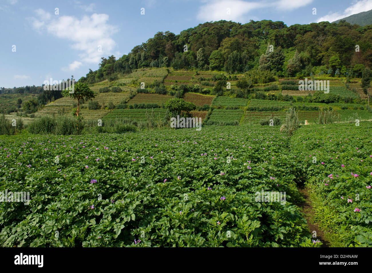 Farming at the base of Mount Bisoke, Volcanoes National Park, Rwanda ...