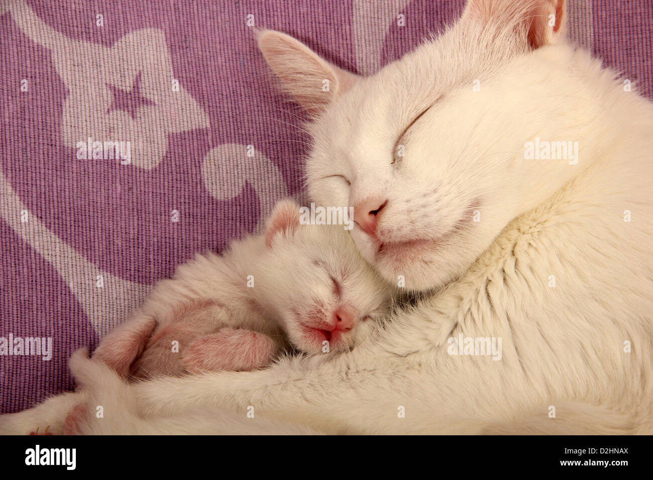 Domestic Cat. Kitten (6 days old) sleeping cuddled up to its mother ...