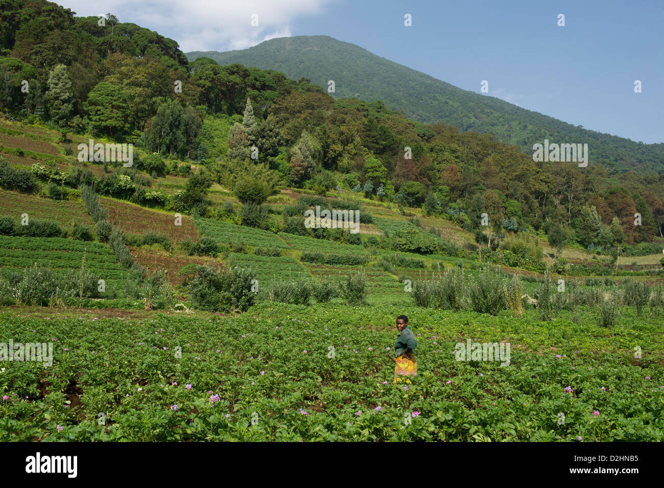 Farming on the base of Mount Bisoke, Volcanoes National Park, Rwanda ...