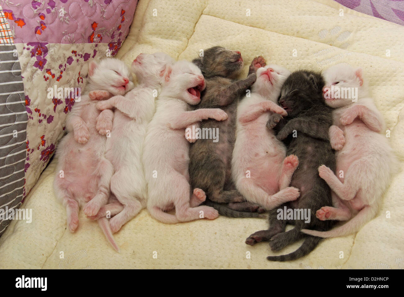 Domestic Cat. Seven kittens (9 days old) lying on a blanket Stock Photo ...
