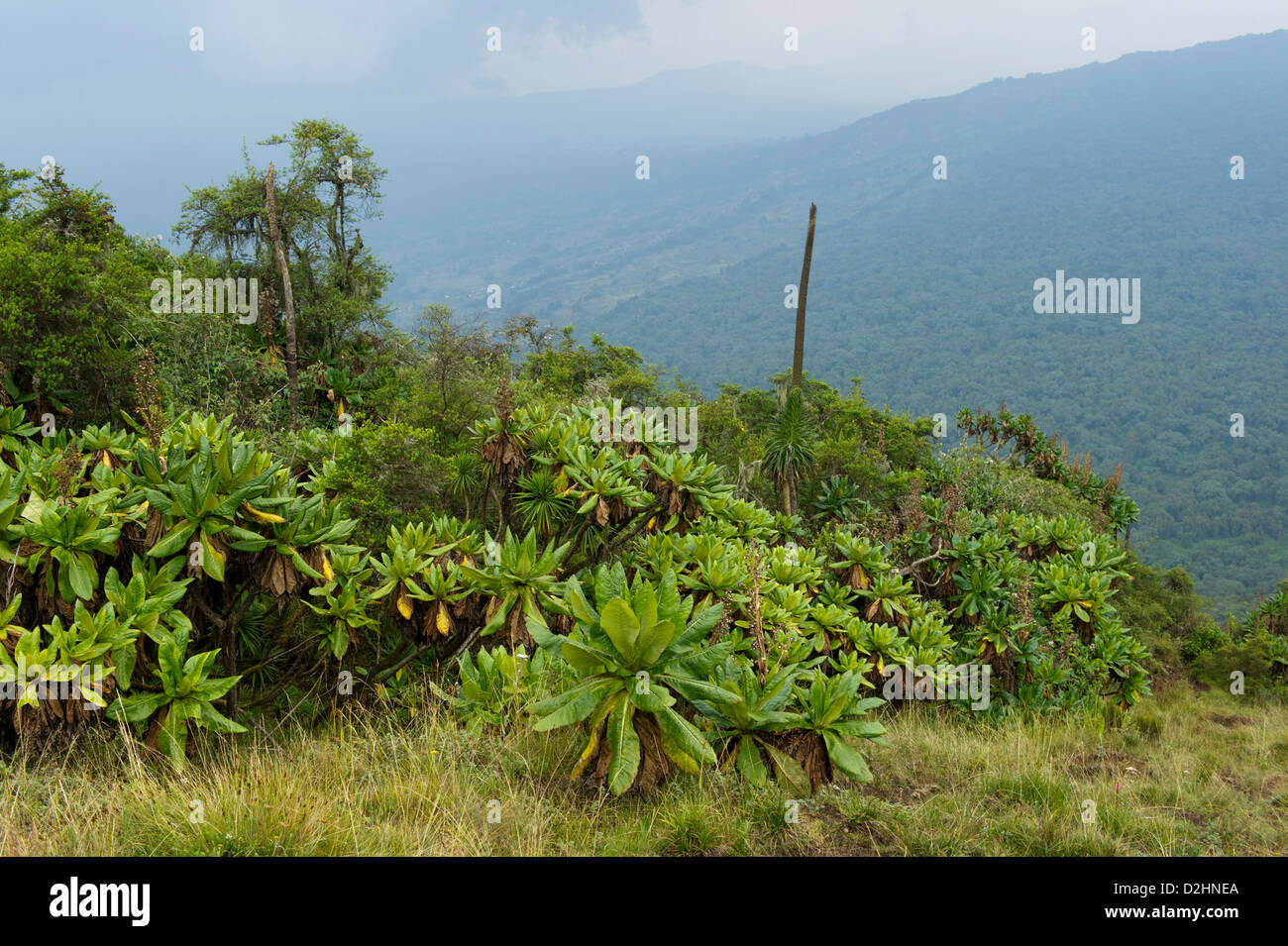 Lobelias on the slopes of Mount Bisoke, Volcanoes National Park, Rwanda ...
