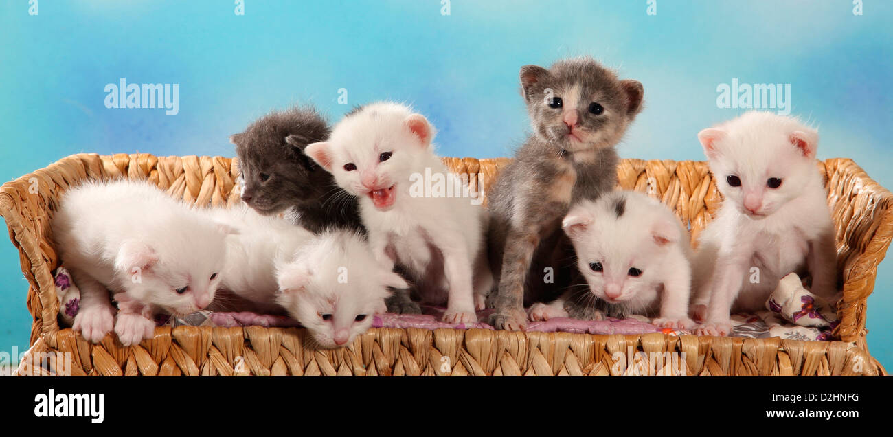 Domestic Cat. Seven kittens (19 days old) on a bench Stock Photo - Alamy