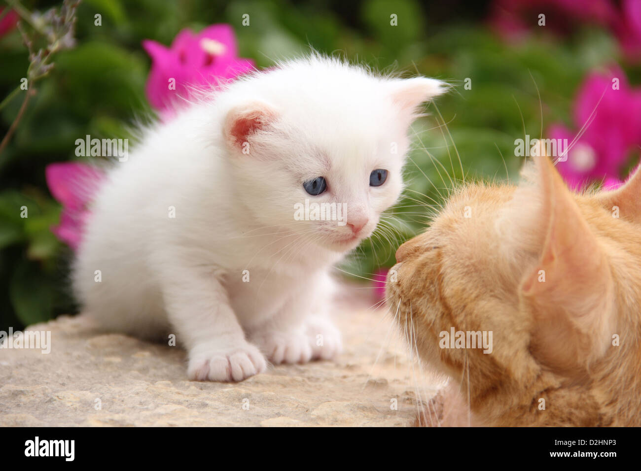 Domestic Cat. Kitten (24 days old) meeting a strange cat in a garden ...