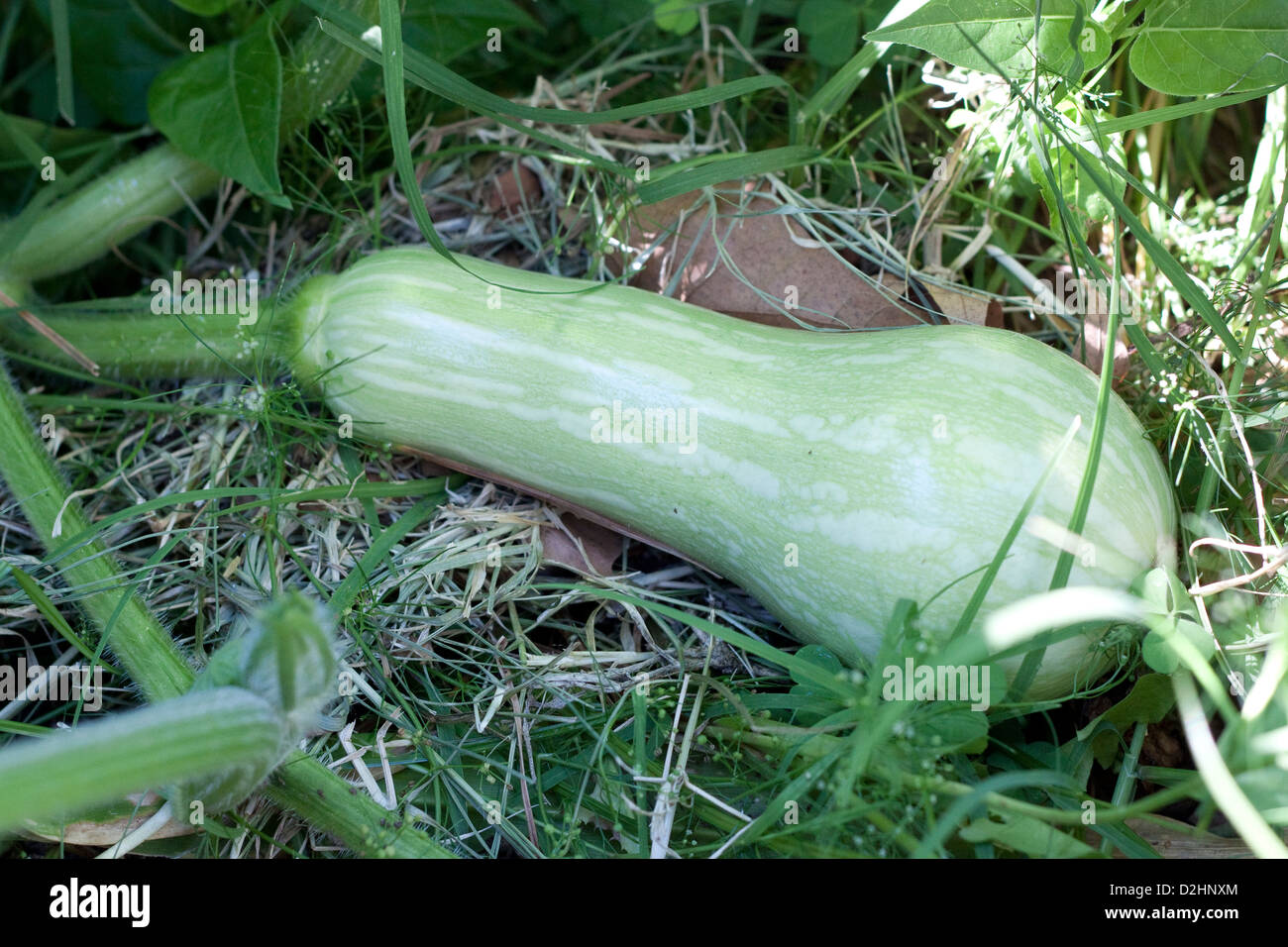 butternut squash growth in process Stock Photo - Alamy