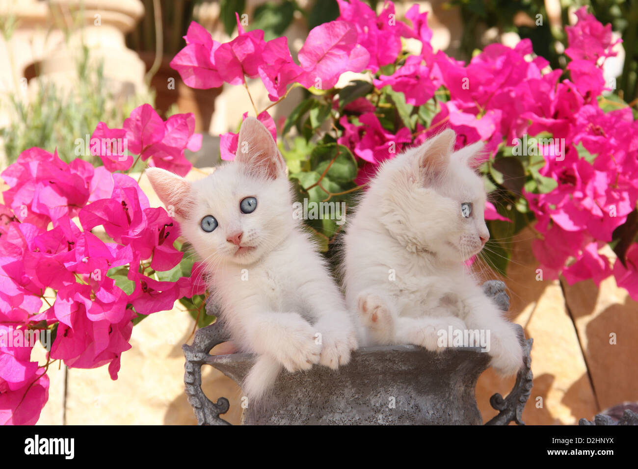 Domestic Cat. White kittens (51 days old) in a decorative metal bowl in ...