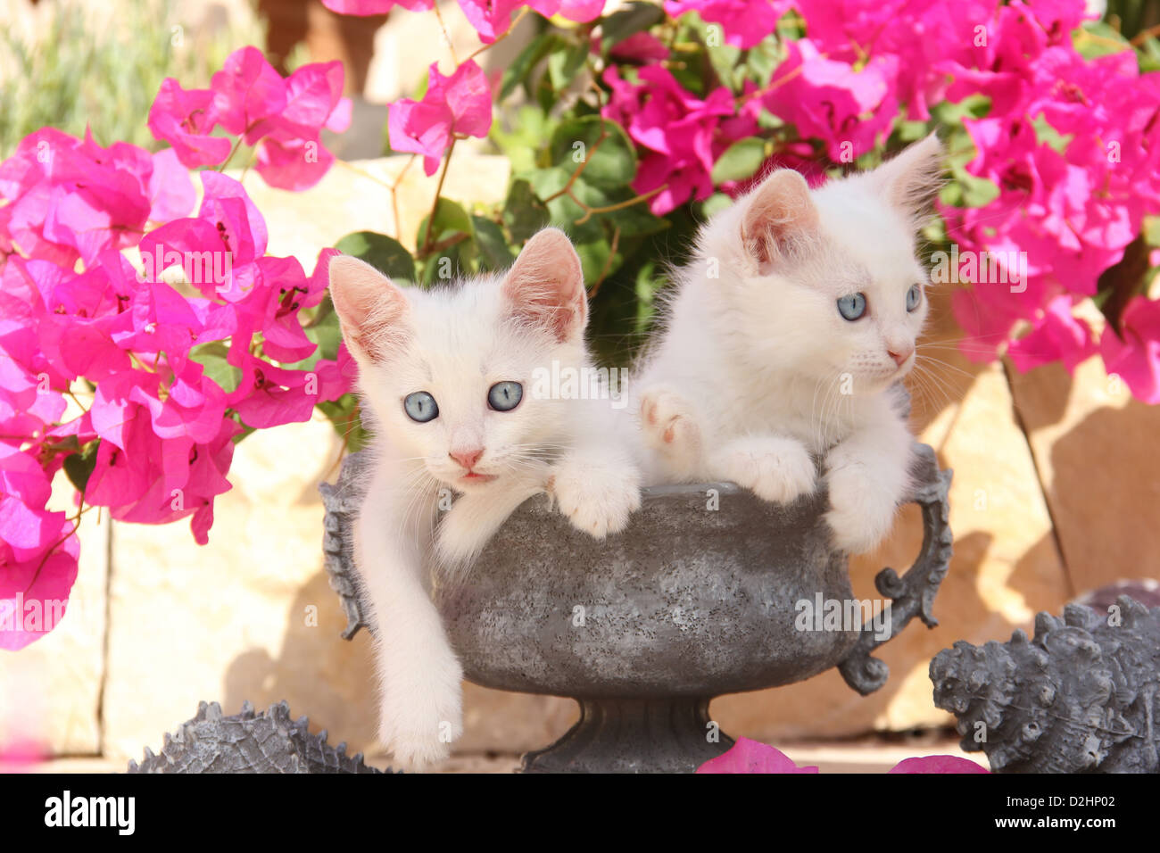 Domestic Cat. White kittens (51 days old) in a decorative metal bowl in ...