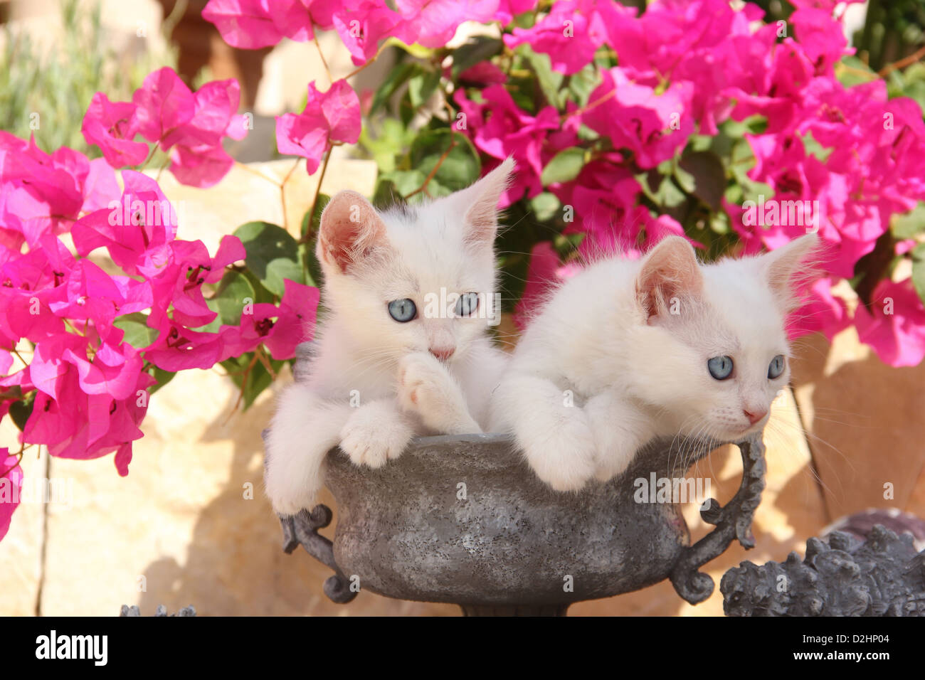 Domestic Cat. White kittens (51 days old) in a decorative metal bowl in ...