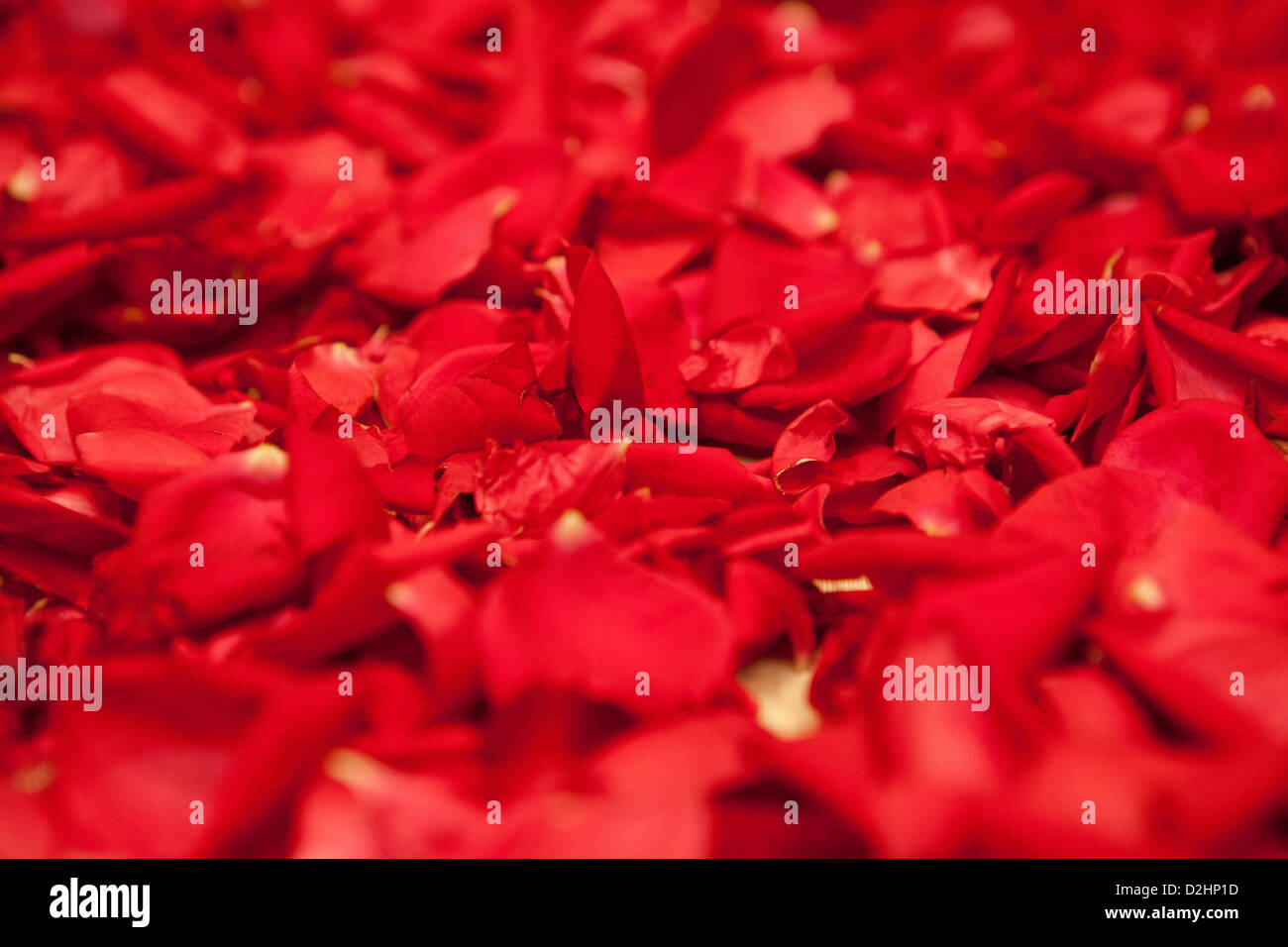 Red petals of a flower Stock Photo - Alamy