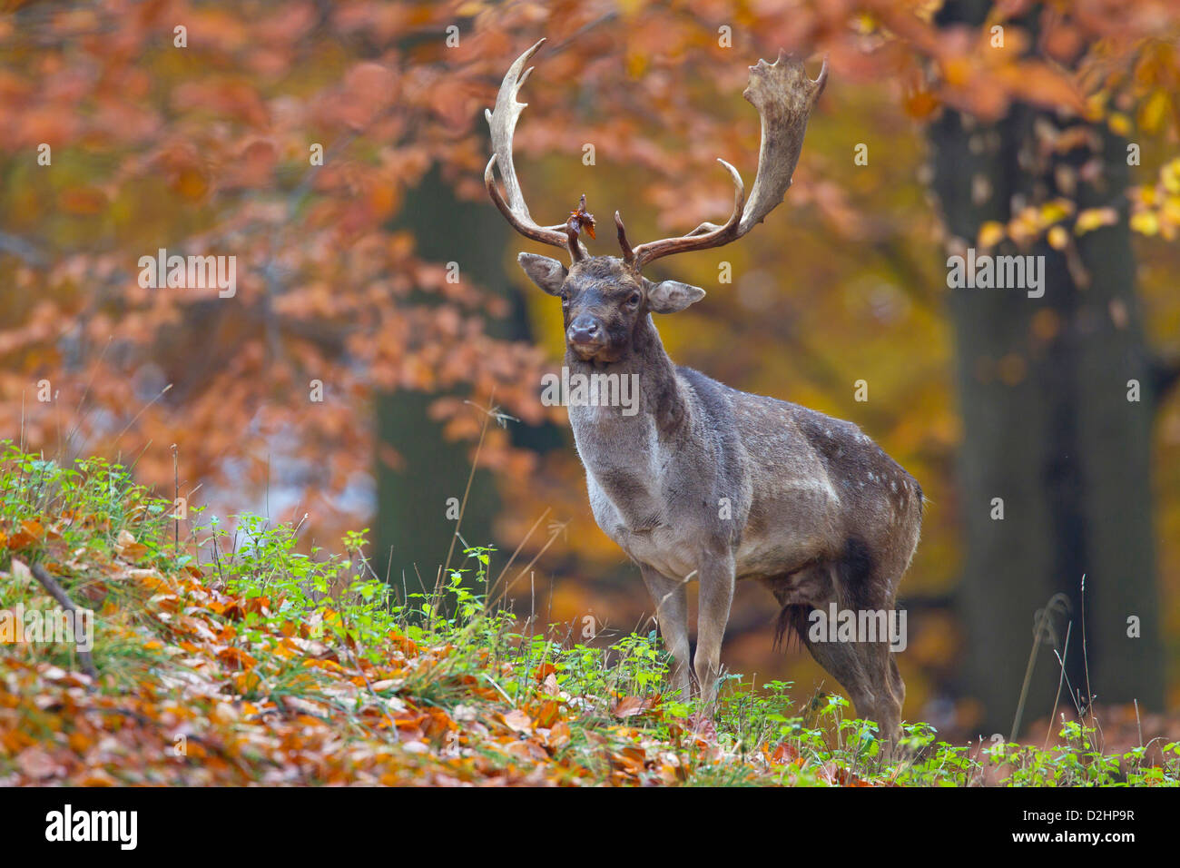 Fallow Deer (Cervus dama, Dama dama), stag during rut Stock Photo - Alamy