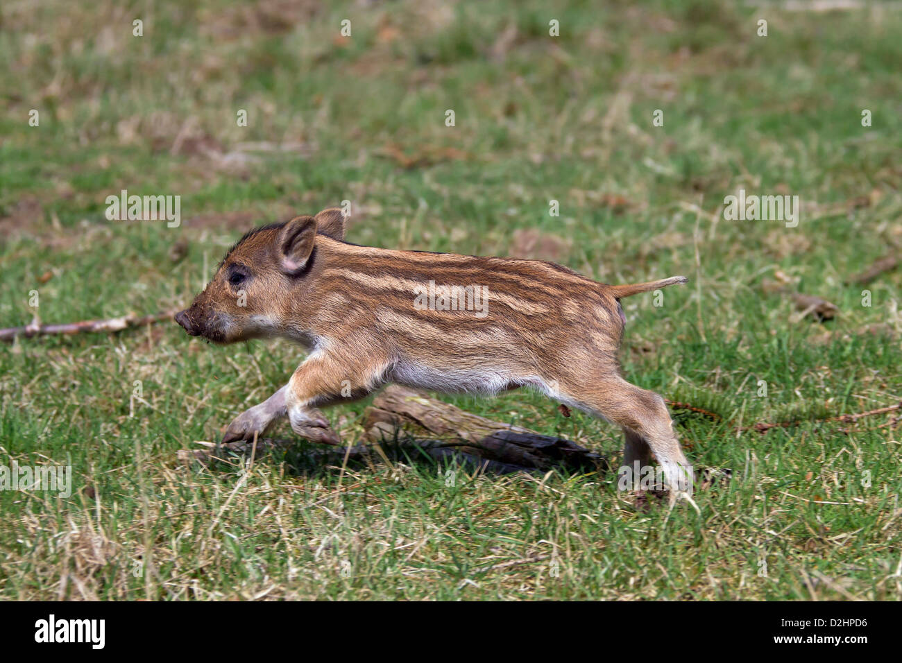 Juvenile wild boar running hi-res stock photography and images - Alamy