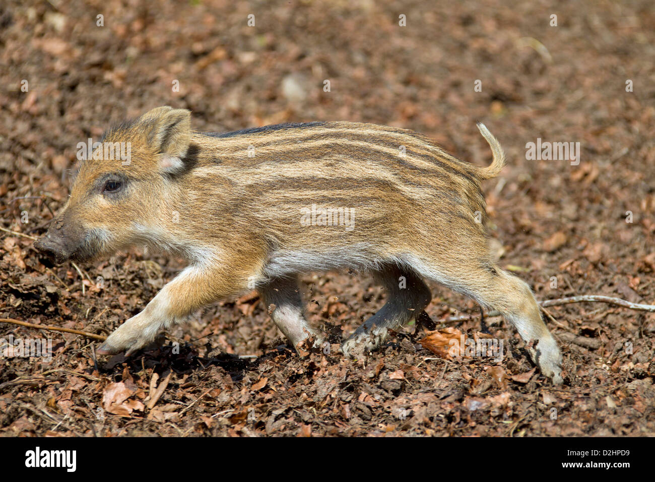Juvenile wild boar running hi-res stock photography and images - Alamy