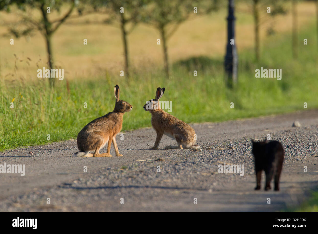 European Brown Hare (Lepus europaeus). Domestic cat watching two hares ...