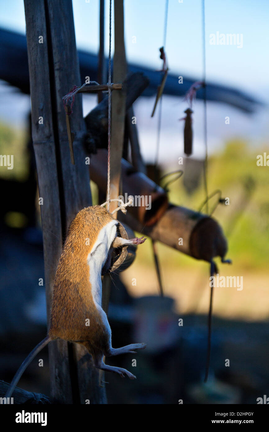 Back to the hunt field rat Stock Photo - Alamy