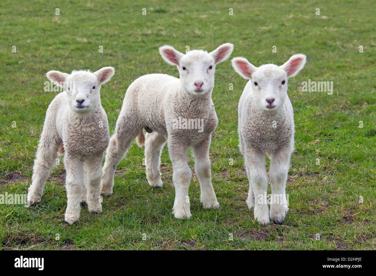 Three Sheep