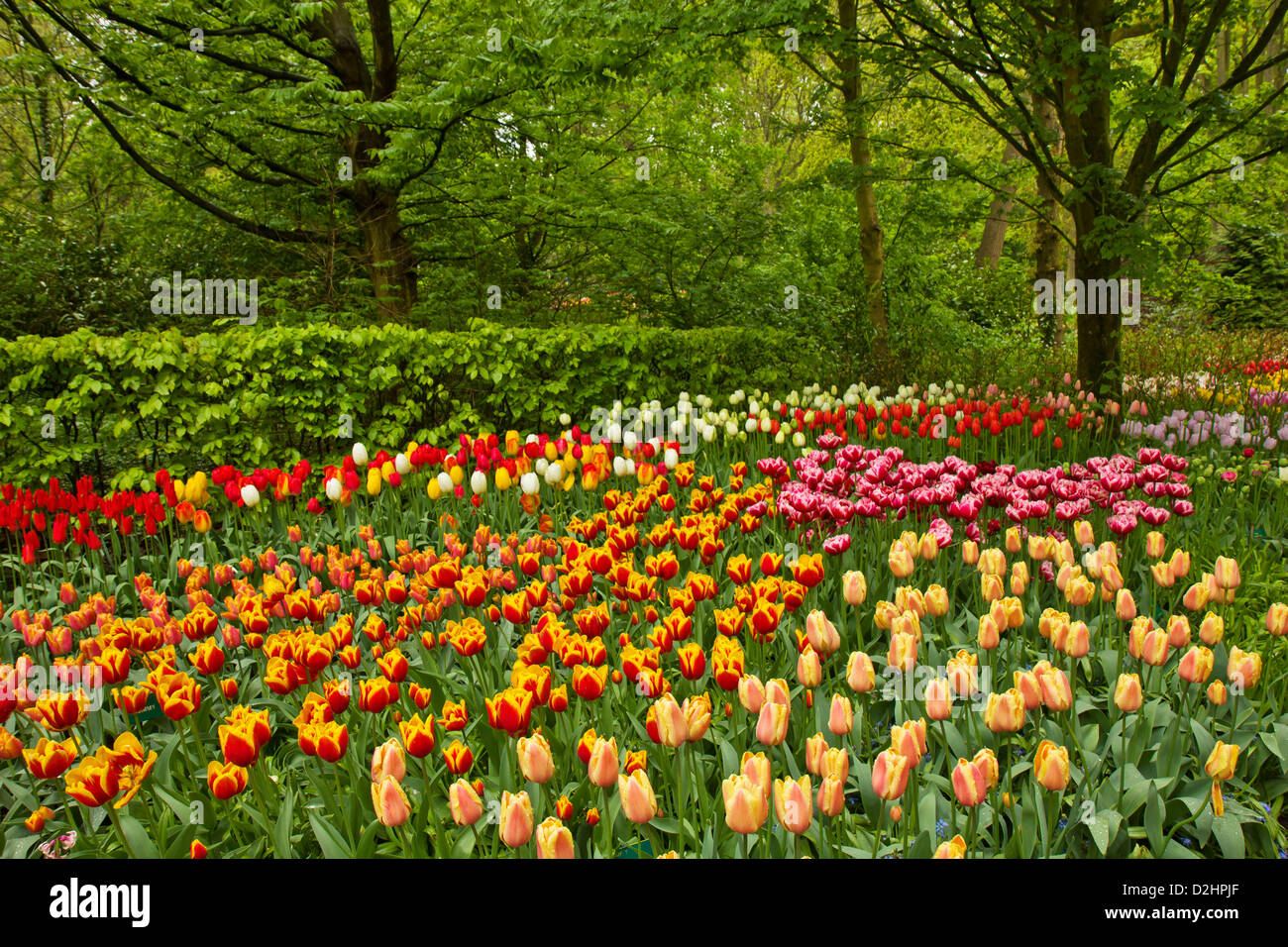 Colorful spring flowers and blossom in dutch garden Keukenhof ...