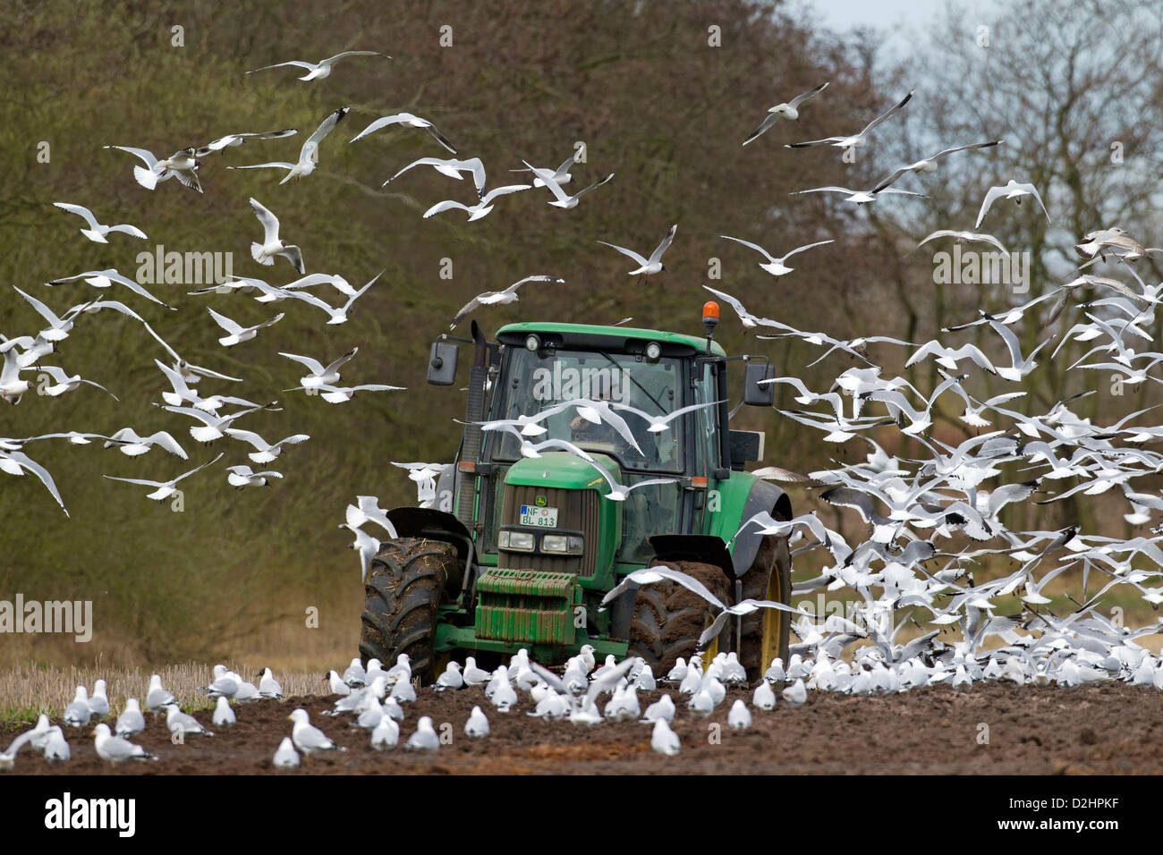 Gulls following ploughing tractor hi-res stock photography and images ...