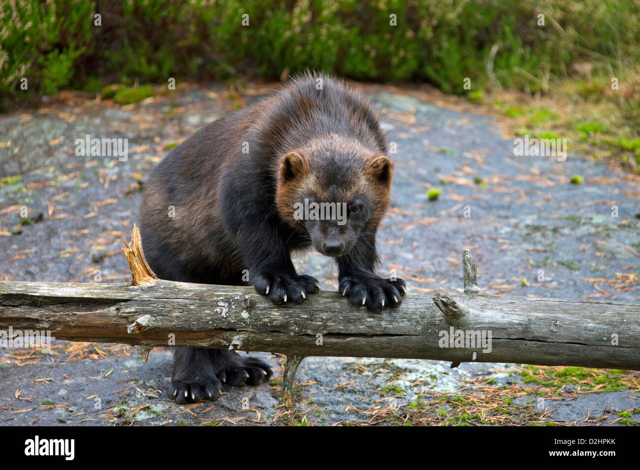Wolverine (Gulo gulo) standing in shallow water with its front paws on ...