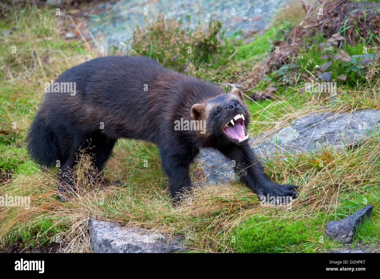 Adult wolverine hi-res stock photography and images - Alamy