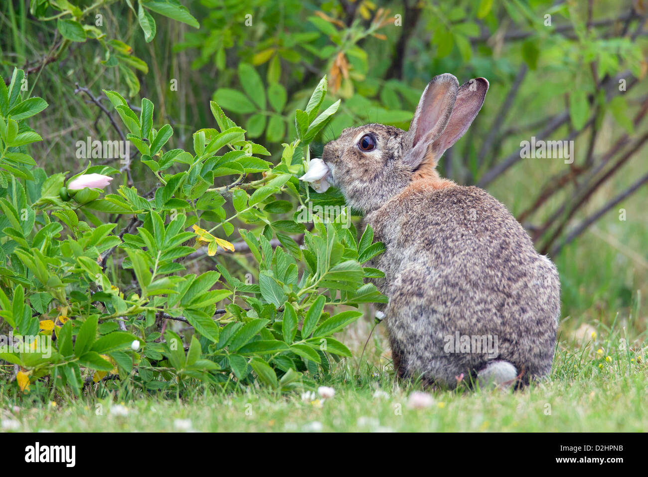 European Rabbit (Oryctolagus cuniculus). Adult eating rose flower Stock ...