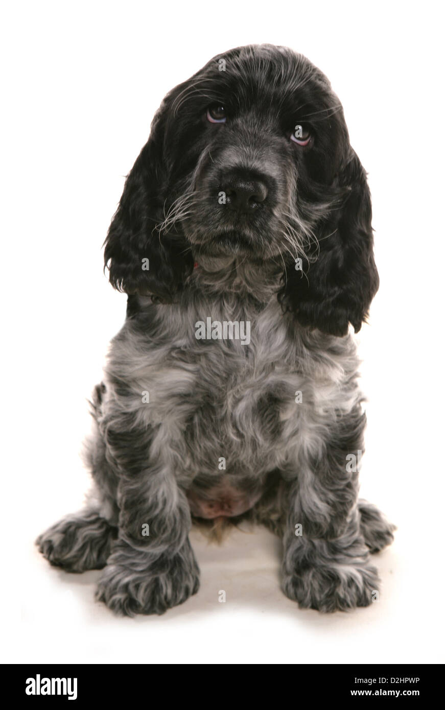 Cocker Spaniel. Single puppy sitting, looking sad. Studio picture ...