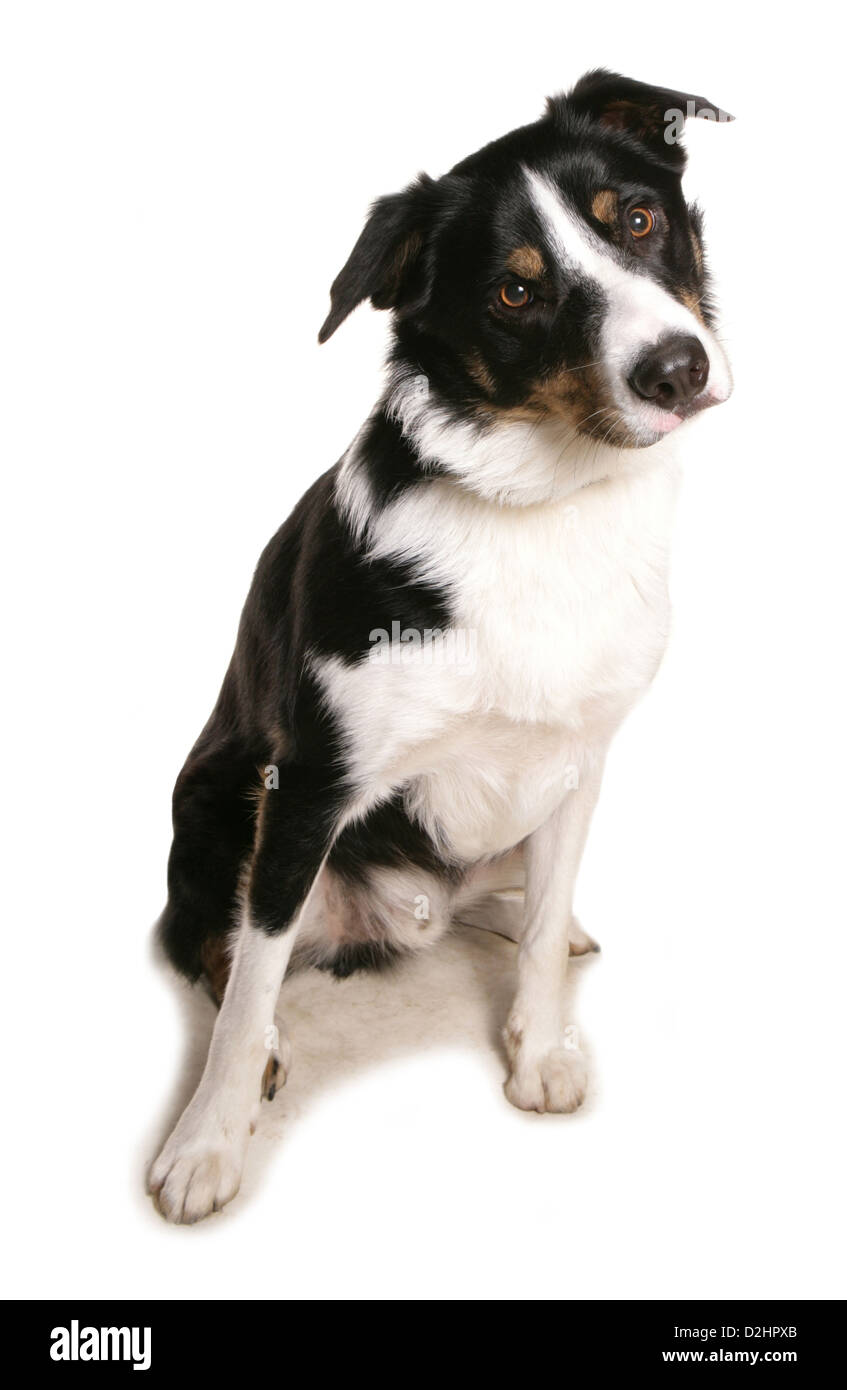 Border Collie. Single adult male sitting. Studio picture against a ...