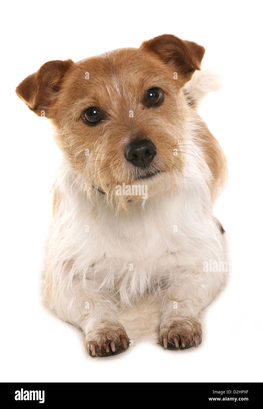Jack Russell Terrier. Single adult male laying. Studio picture against ...