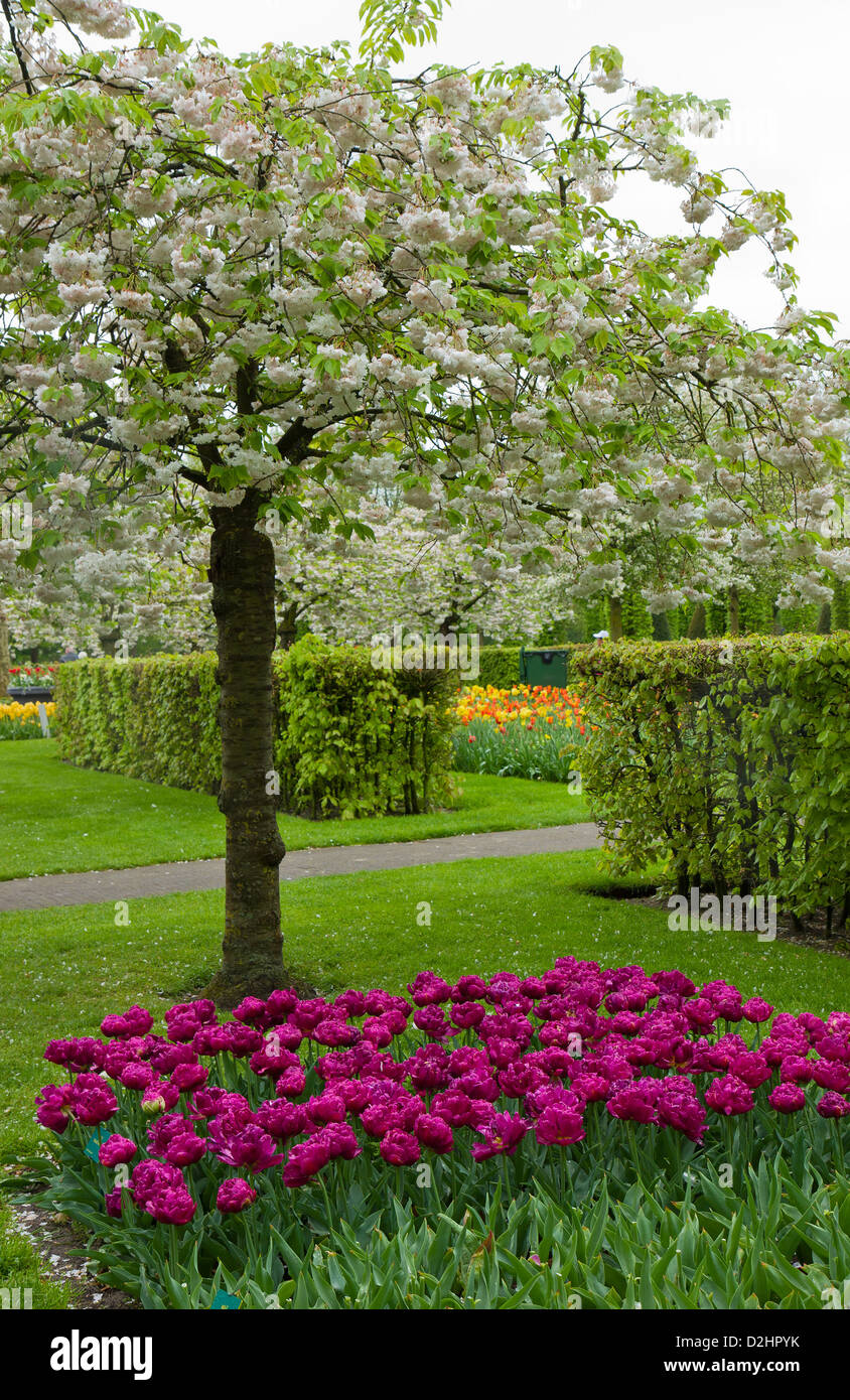 Colorful spring blossom in dutch garden 'Keukenhof', Holland Stock ...