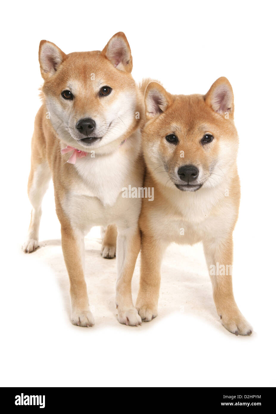 Shiba Inu. Two adults standing. Studio picture against a white ...
