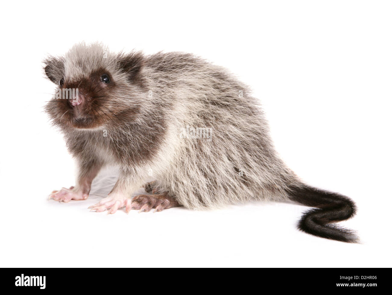 Northern Luzon Giant Cloud Rat (Phloeomys pallidus), single juvenile ...