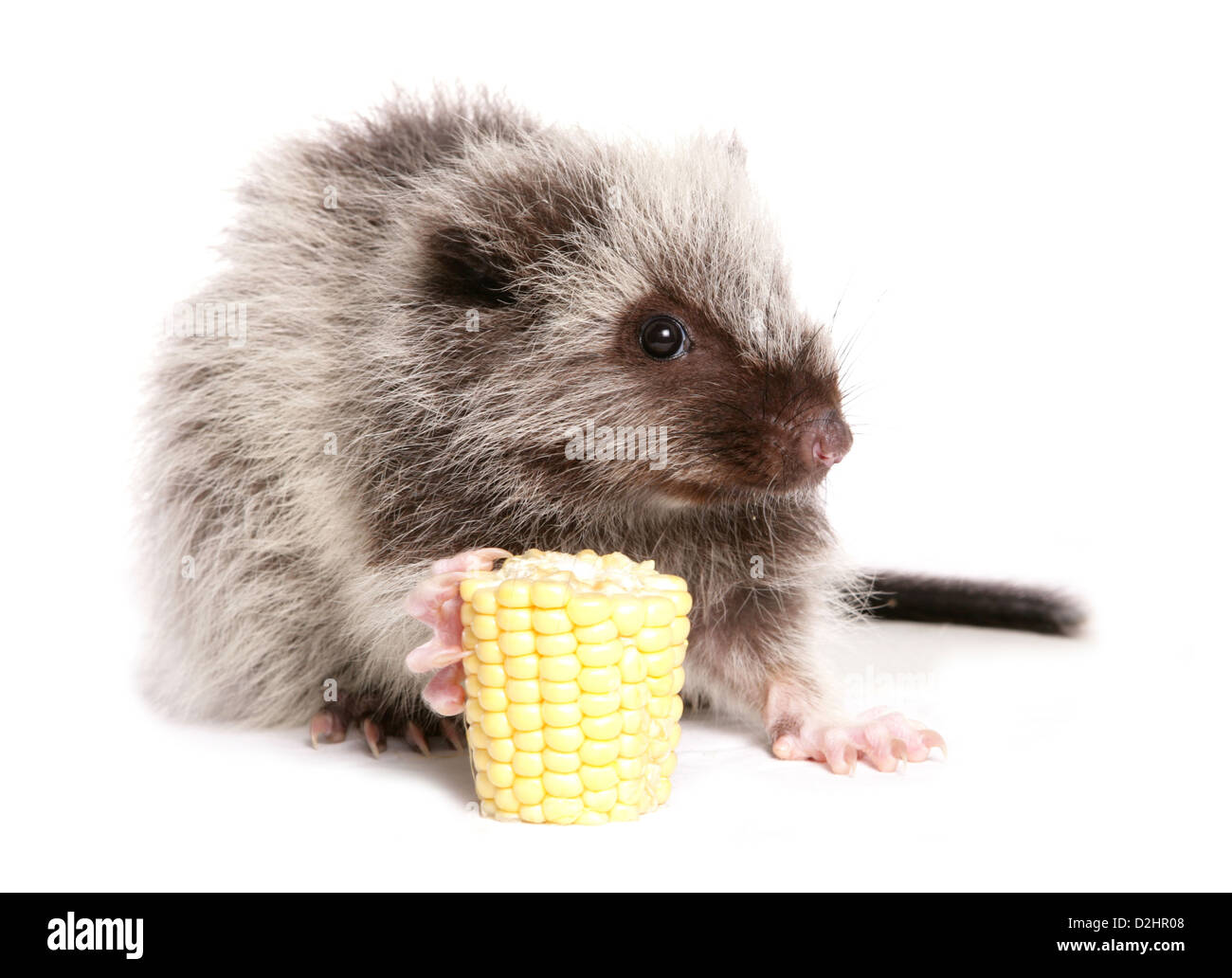 Northern Luzon Giant Cloud Rat (Phloeomys pallidus). Single juvenile ...